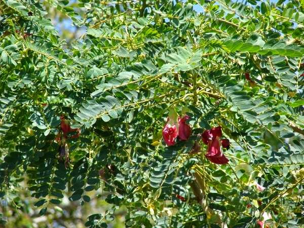 Agati Flowers for Treating Thrush and Myopia | Health Benefits of Plants