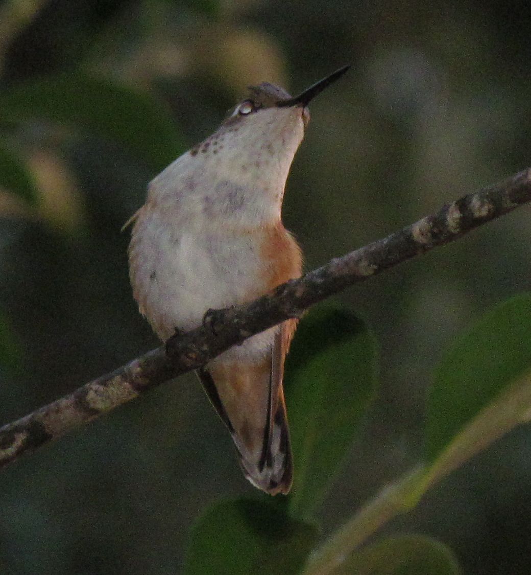 Tim's Backyard: Rufous & Ruby-throated Hummingbirds!