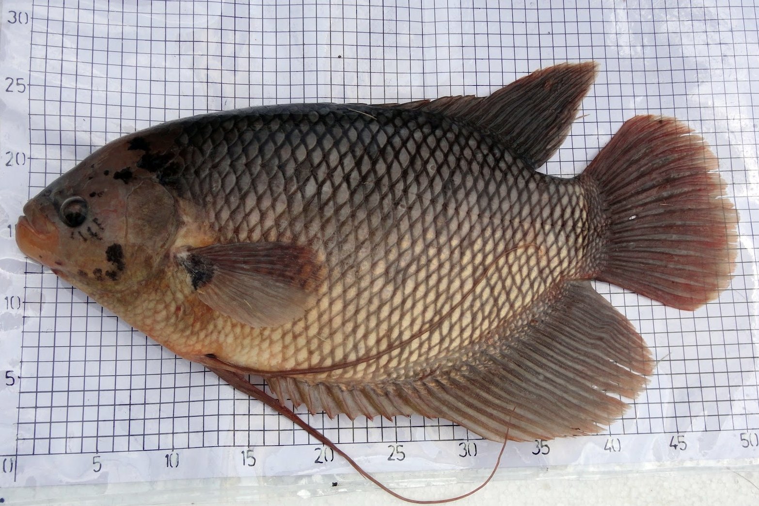 AFIESH SP: IKAN GURAME (Osphronemus gouramy)