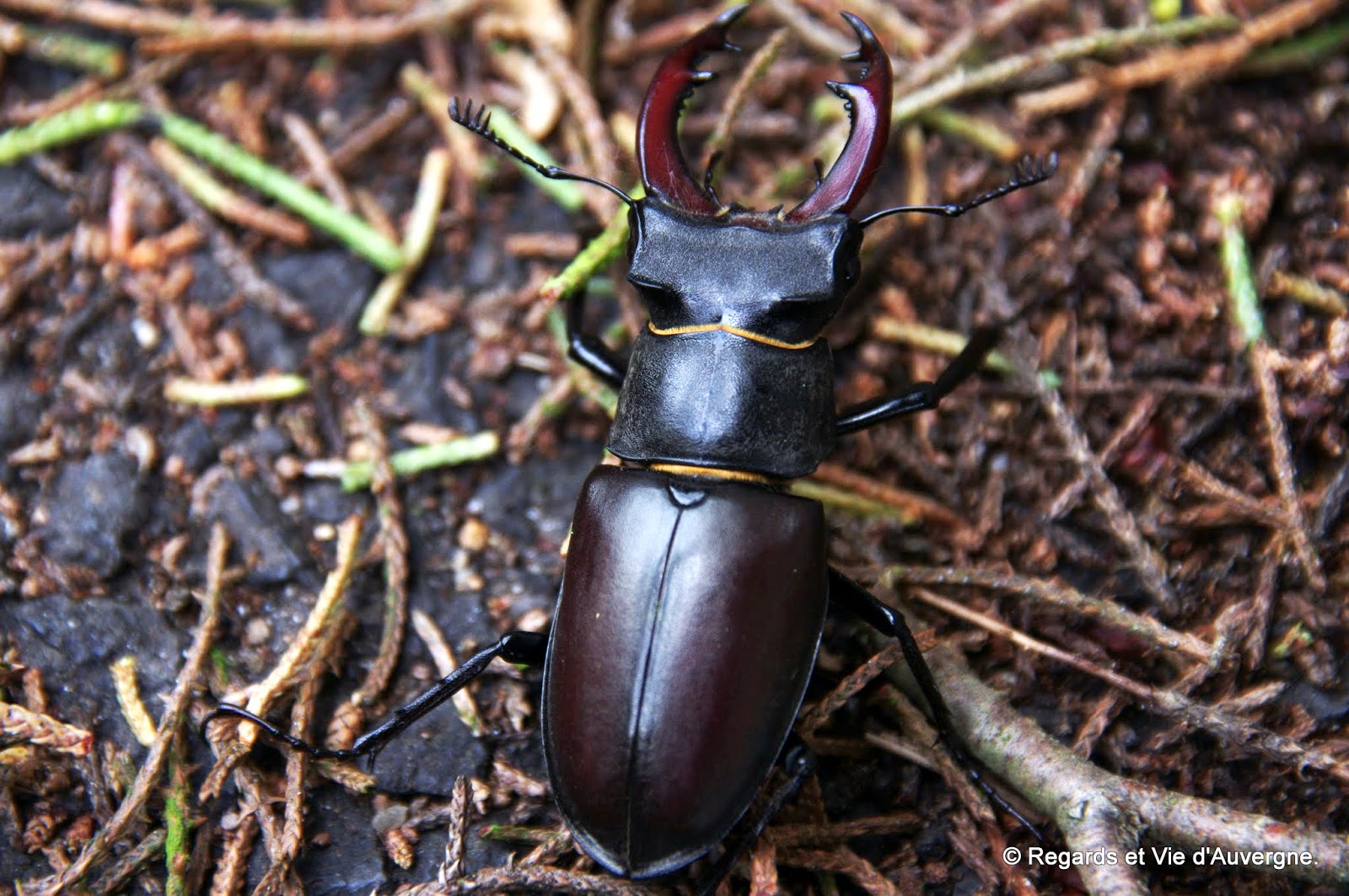 Un drôle de visiteur dans mon jardin: le Cerf-Volant