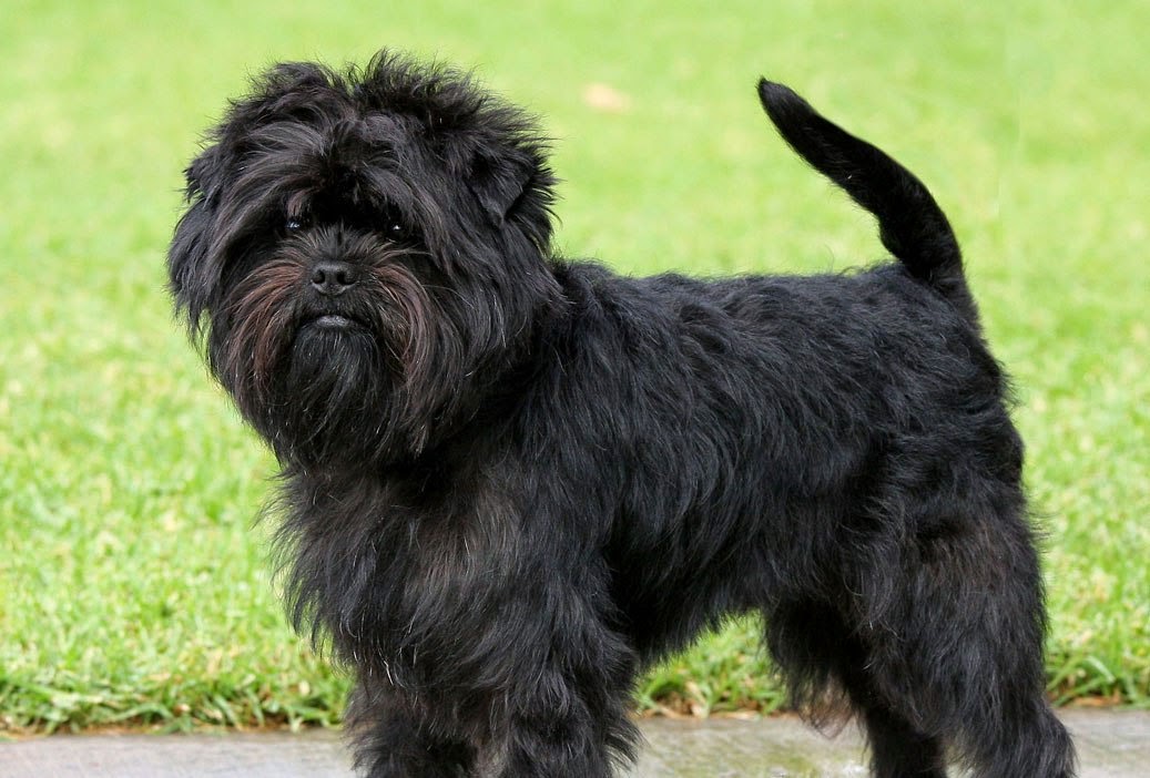 Affenpinscher Dog | Fun Animals Wiki, Videos, Pictures, Stories