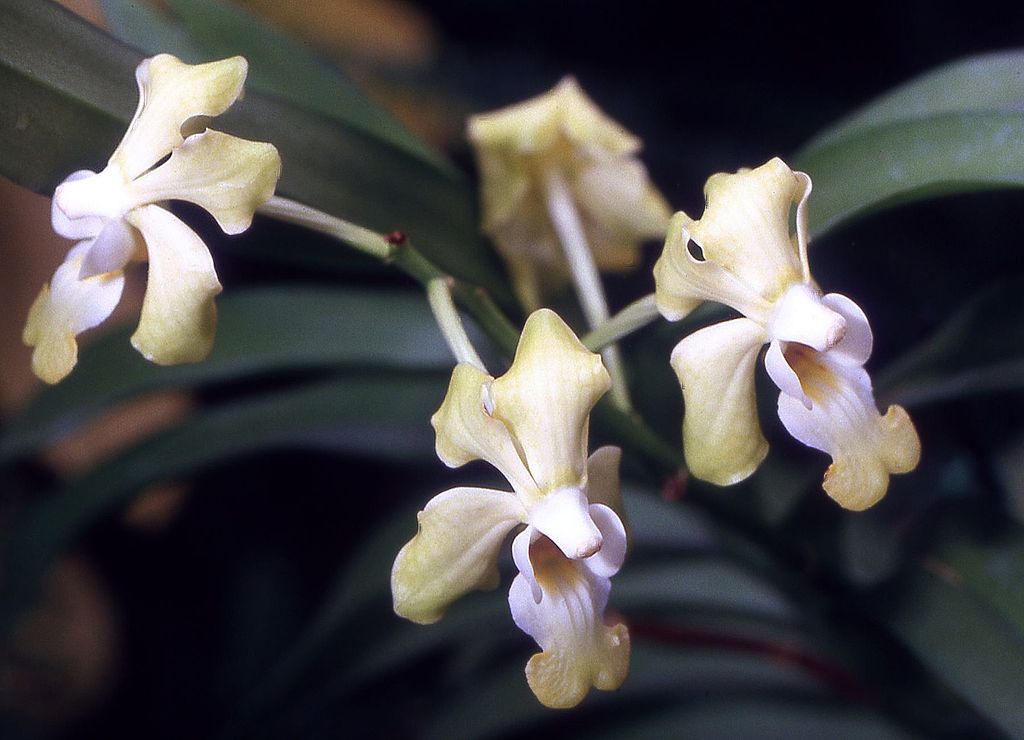 Grow and care Vanda denisoniana orchid - Lady Denison Londesborough's Vanda | Travaldo's blog