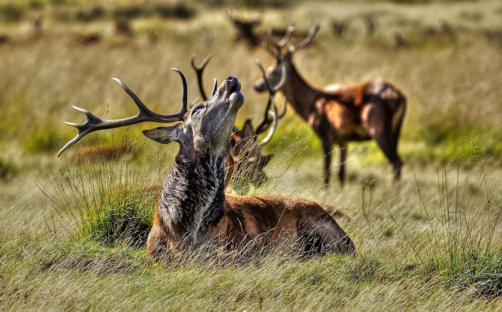 Herten Achtergronden