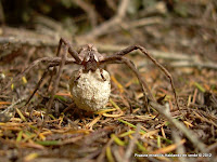 Hablando en verde: Pisaura mirabilis
