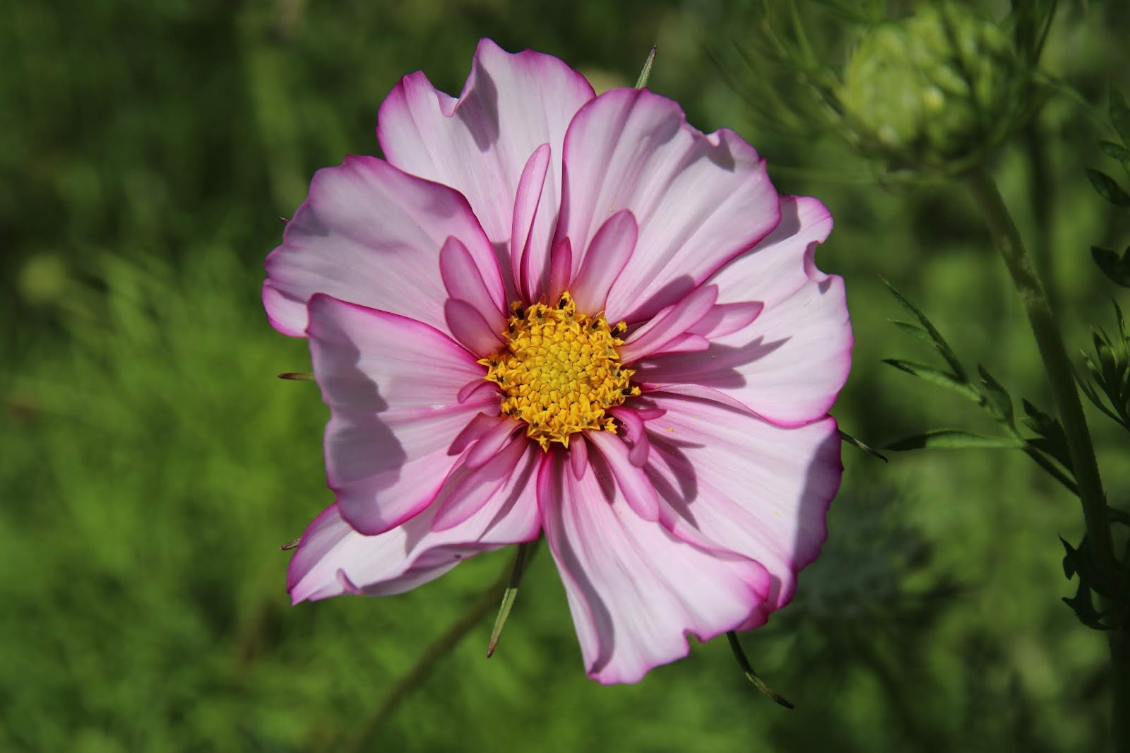 Trädgård i Torslanda: Rosenskära