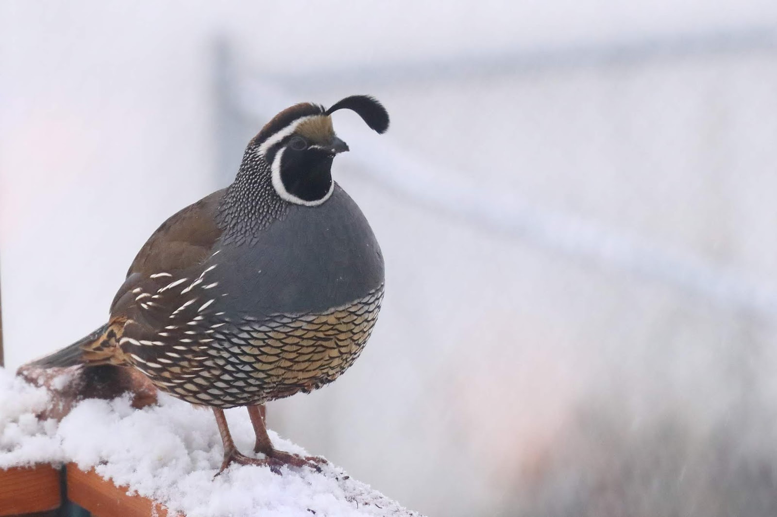 Northeast Washington Birders: February 2019