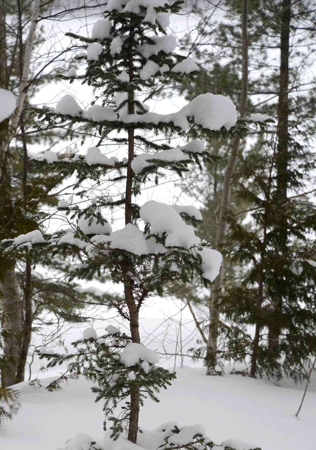 Just things and thoughts: Winter Wonderland in Gravenhurst Muskoka