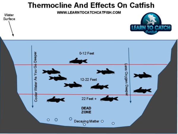 Sut Nam Bonsai: Graphically Speaking