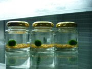 Marimo chan: Photo Galery