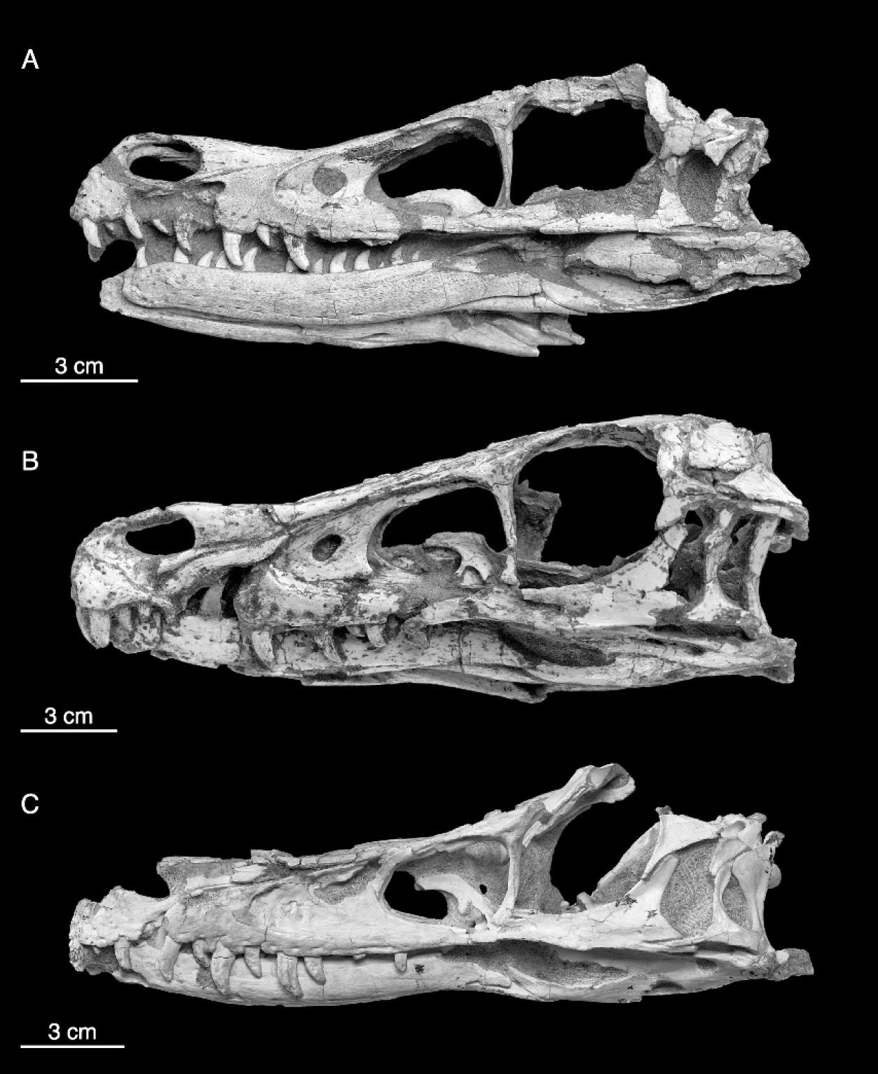 The Theropod Database Blog: Is Linheraptor a synonym of Tsaagan?