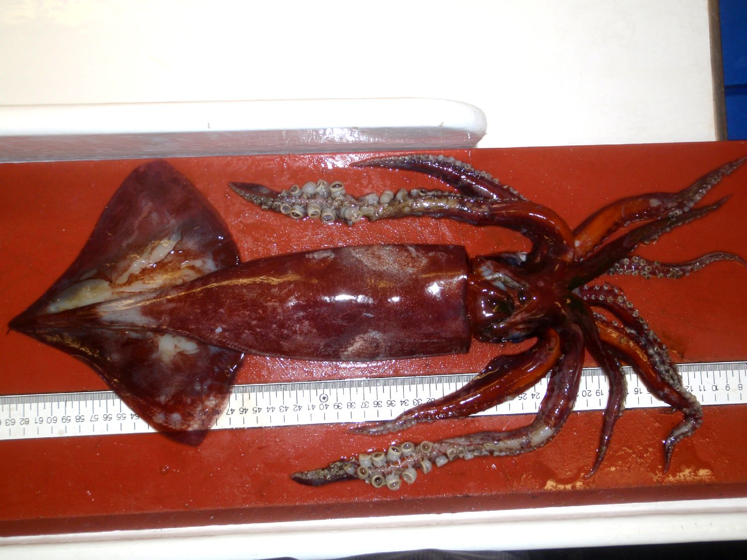 Blue Whiting Survey: 2018