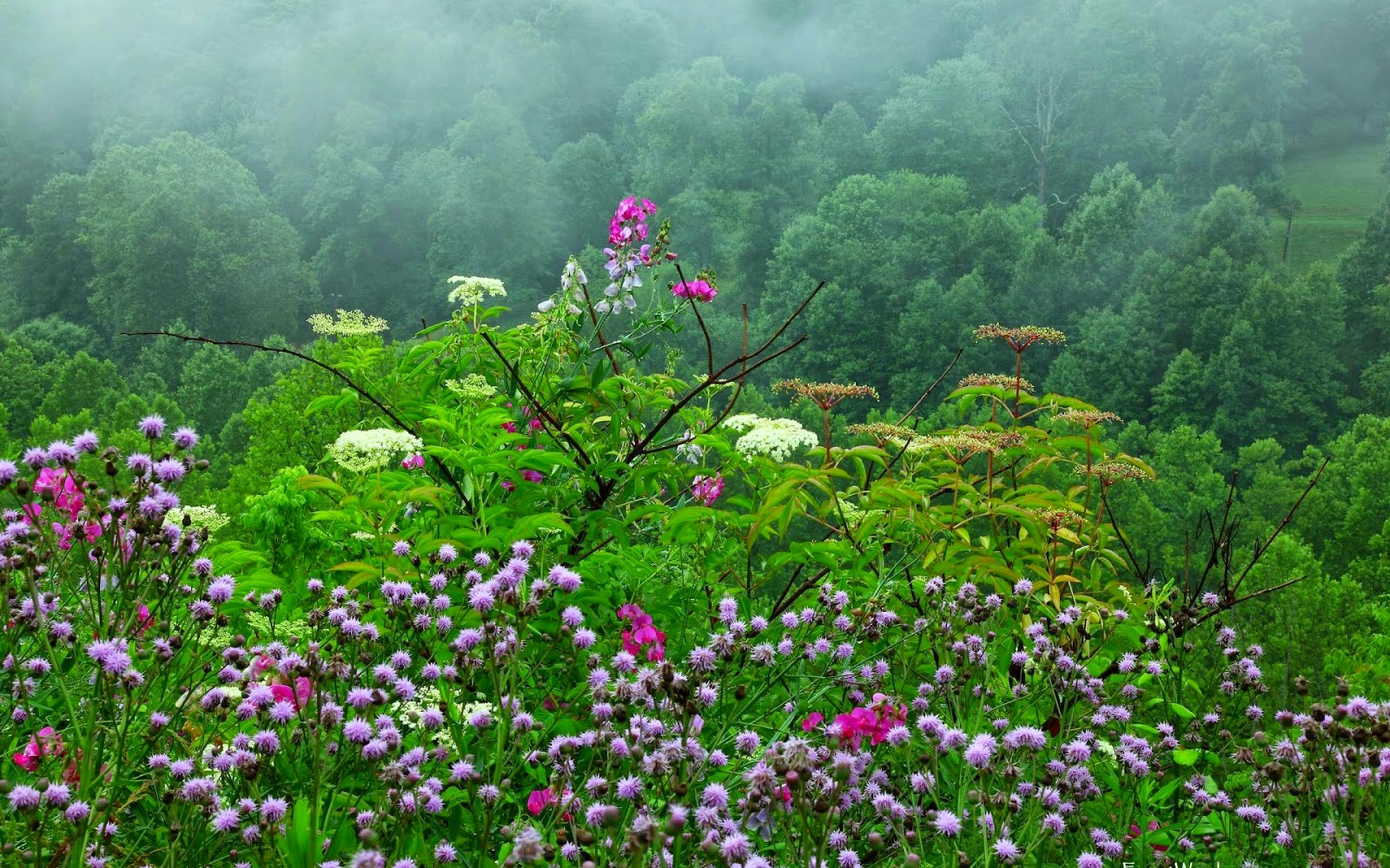 purpura: EL AROMA DE LA FLORA SILVESTRE