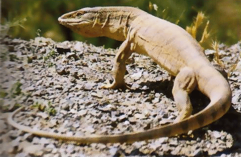 Monitor Lizard - Animals Photos