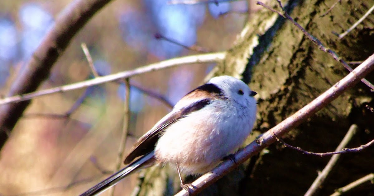 Lumea vieţuitoarelor: Piţigoi codat ( Aegithalos caudatus )