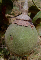 kundaistreet: Little Known African Fruit