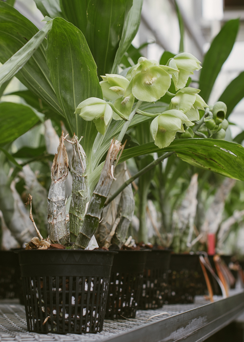 The Orchid Column: Catasetum expansum x 3