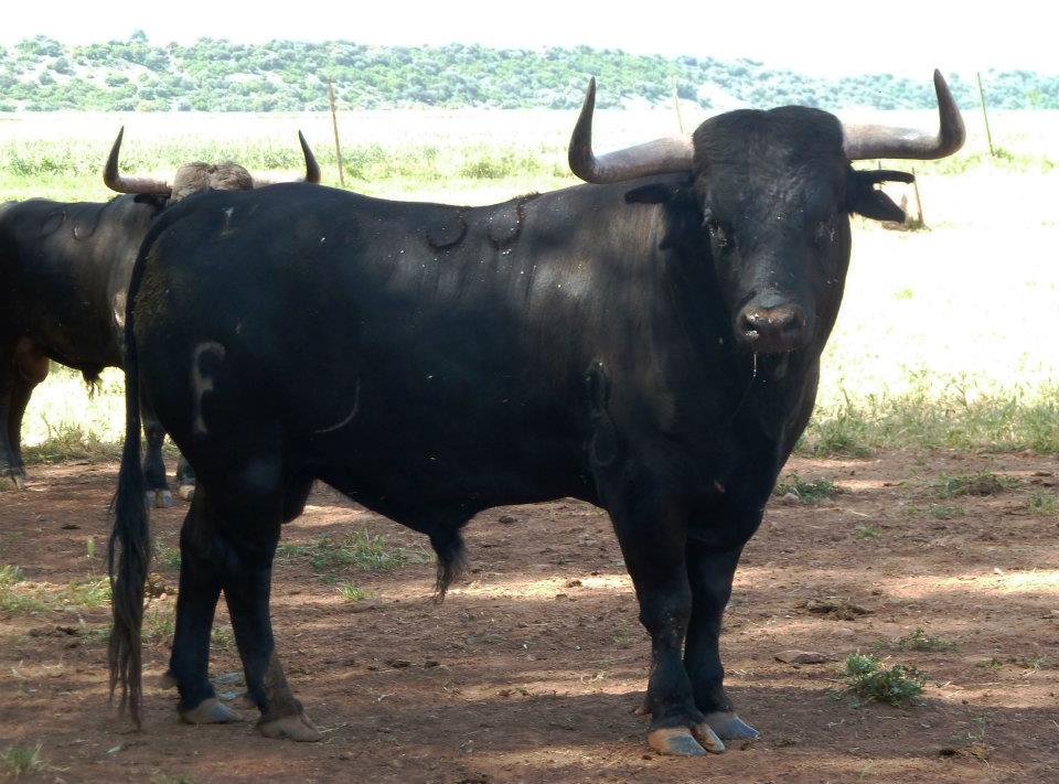EL RINCON DEL MAESTRO.