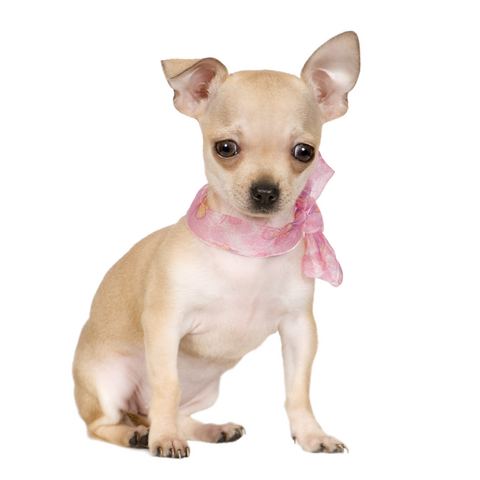 LA RAZA CHIGUGUAS: Cuidados, nutricion, celos y partos