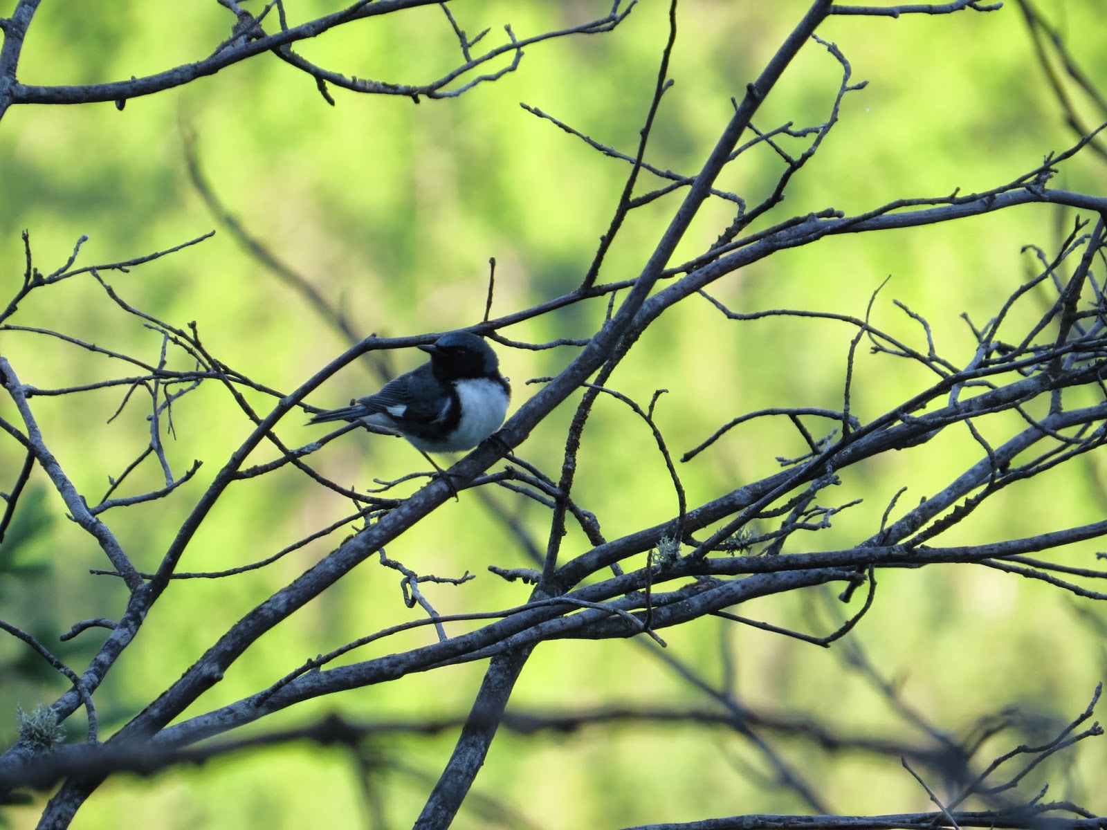 Birding Is Fun!: Nemesis Birds Conquered...and Mourned