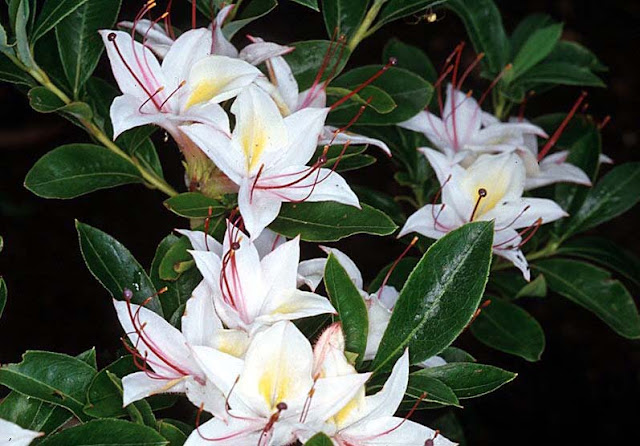 Beechwood Landscape Architecture and Construction: Sweet Azalea ...