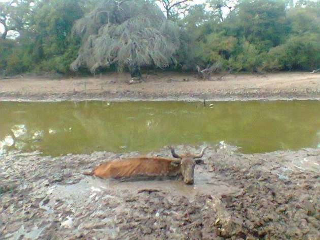 El Blog de la Asociación Orígenes de Berazategui: La vaca enterrada
