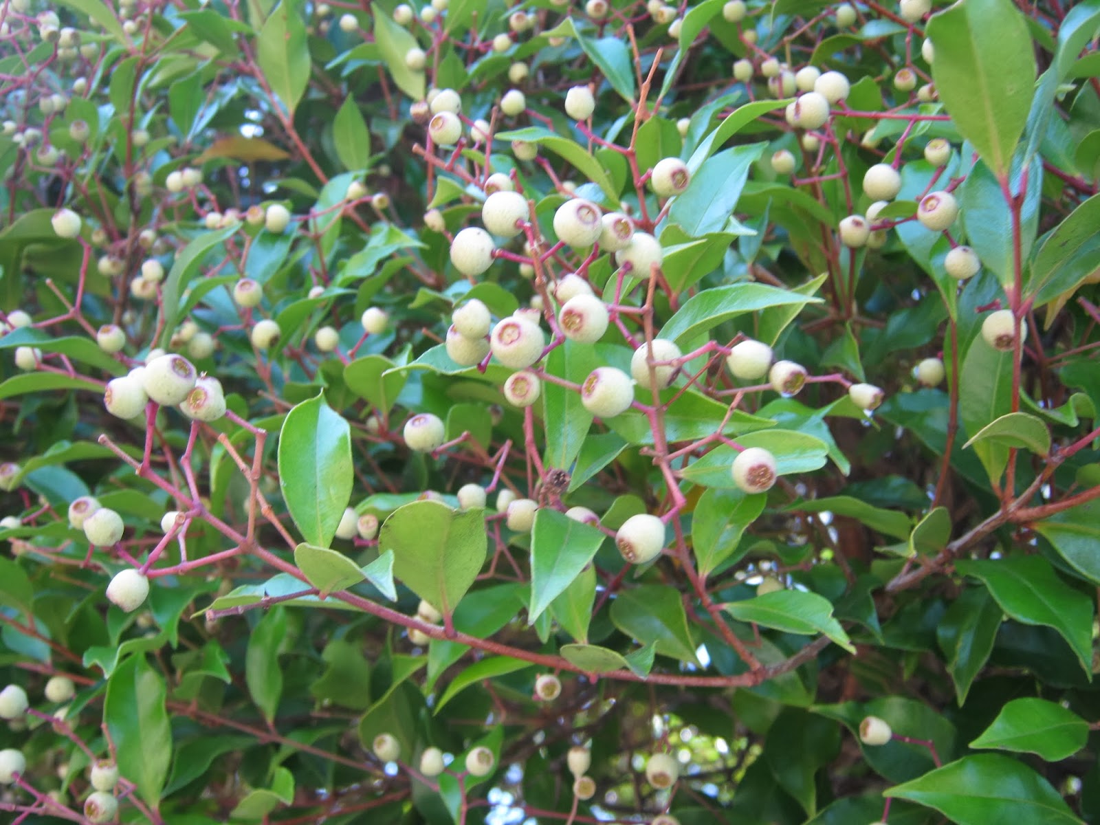 my walk with food and beautiful plants and flowers: Flowers: New ...