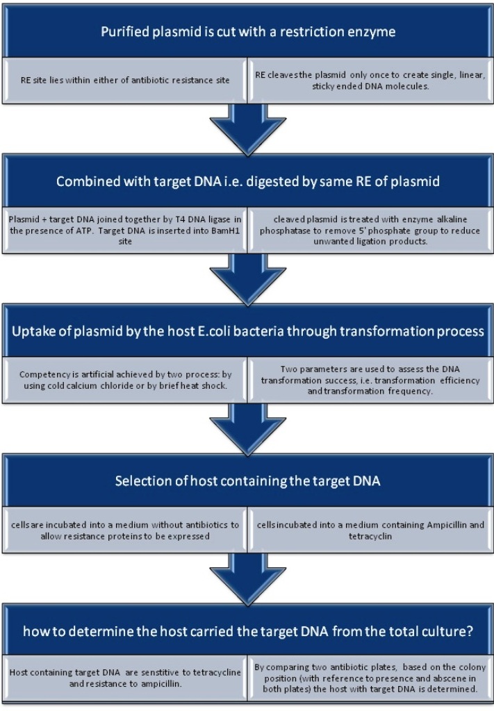 Plasmid ~ Know Life Sciences