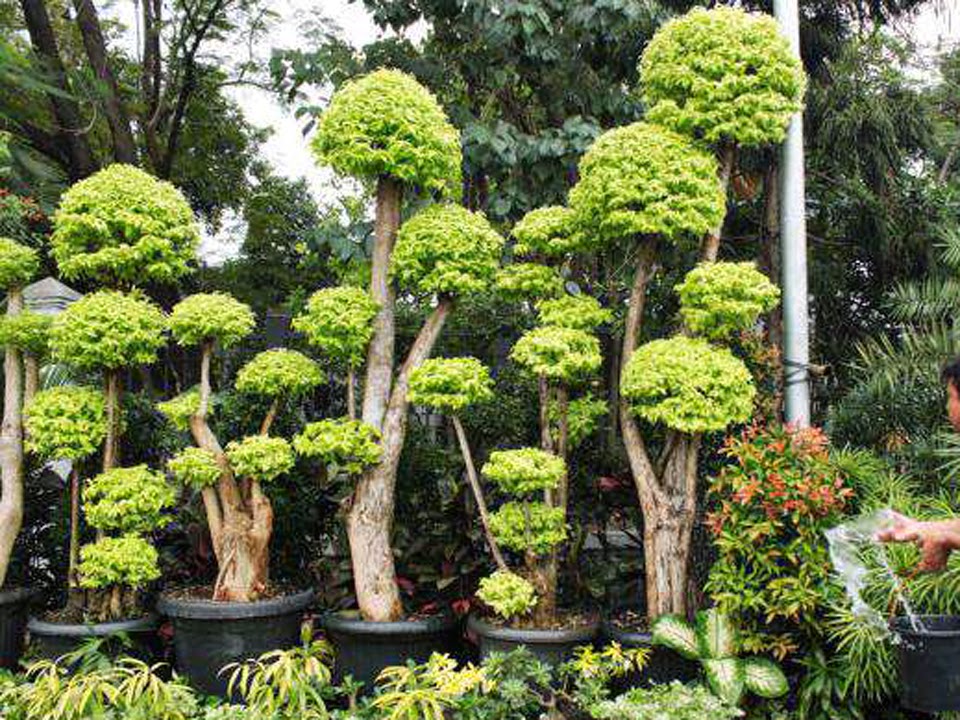 Jenis Jenis Pohon Beringin Untuk Bonsai Pohon Asem Tanaman Hias - Macam ...