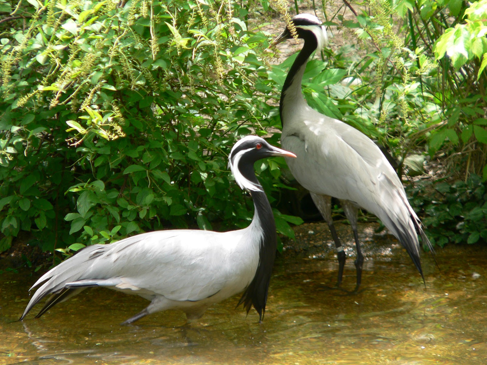 Wild life: crane | wild birds