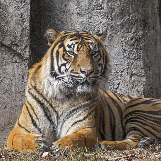 Kate Campbell's Word Garden: Saving Tigers in San Francisco