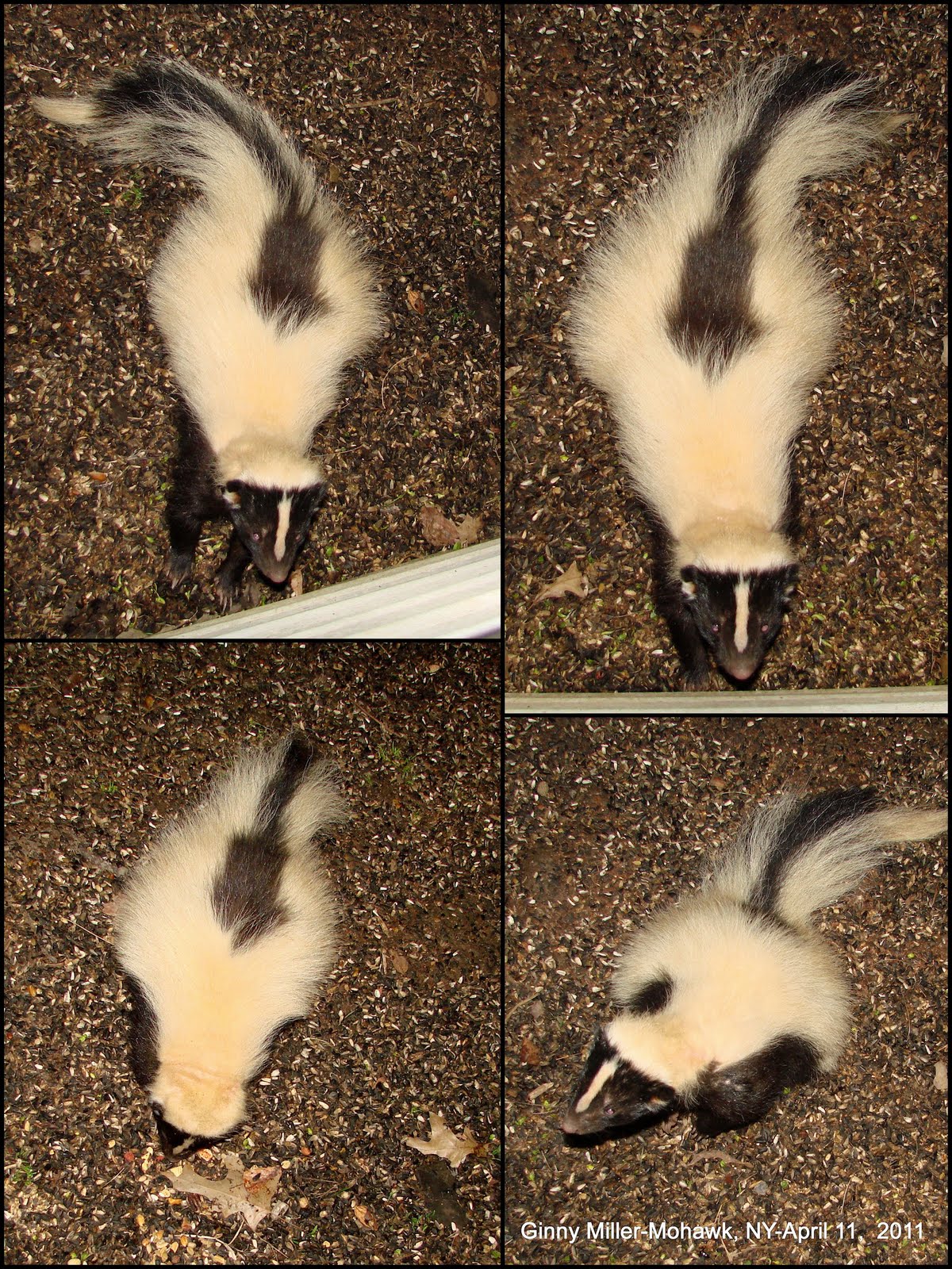 Photography By Ginny: April 11, 2011-Squirrels-Skunks-Guy In Woods