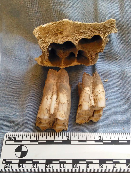 Charles County Archaeological Society of Maryland, Inc: 2018 Public ...