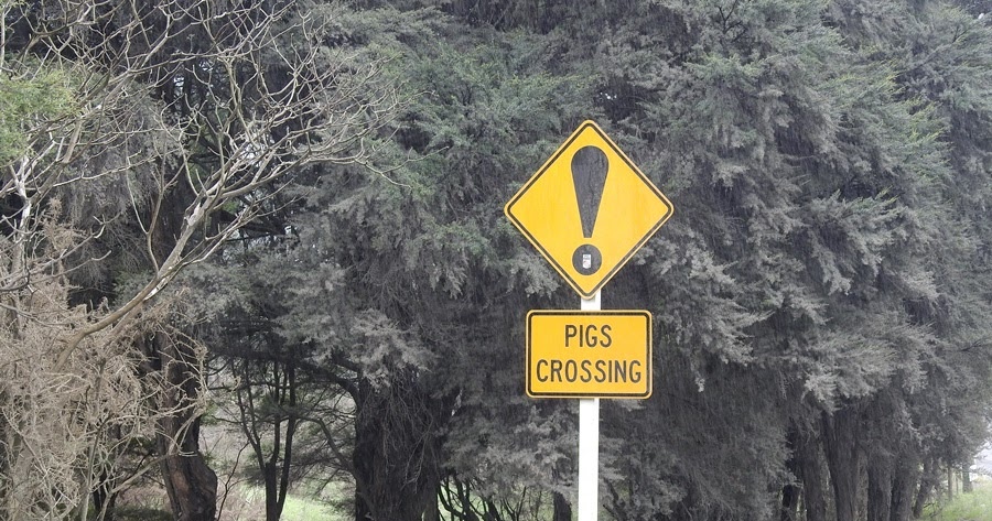 photographing New Zealand: Pigs crossing sign