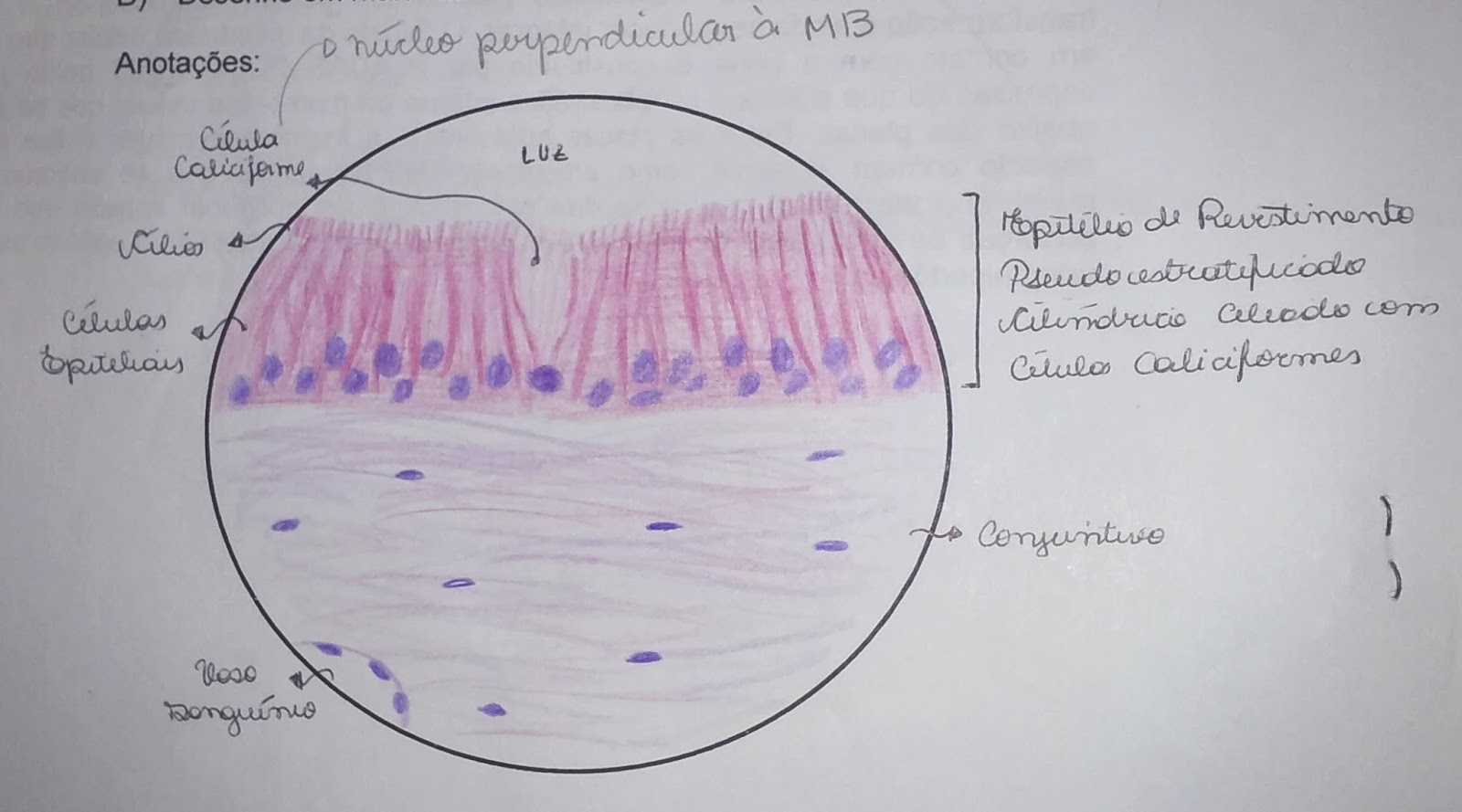 Rabiscos Infundados: Desenho de Microscopia: Traqueia