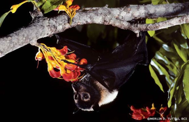 Colorado Mountain Gardener: Bats as pollinators by Ed Powers