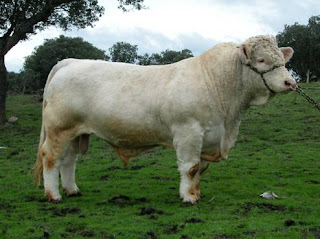 RAZAS DE TOROS: CHAROLESA