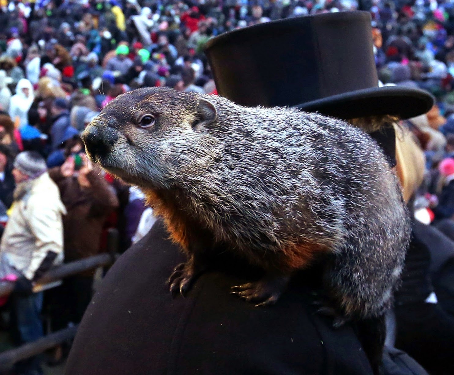 Penny Wilkes: Celebrate Groundhog Day