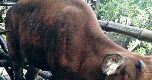 Cara Merawat Anak Sapi Dengan Baik Supaya Cepat Besar - Harga Diri