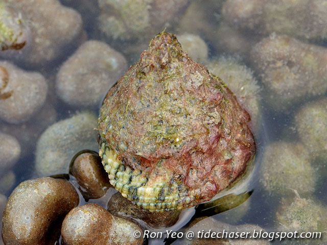 tHE tiDE cHAsER: Top Shells (Phylum Mollusca: Family Trochidae) of ...