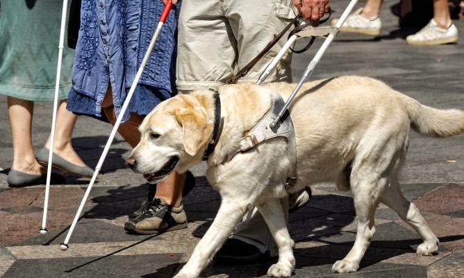 Tribunal Constitucional aprobó la entrada de invidentes con perros guía ...