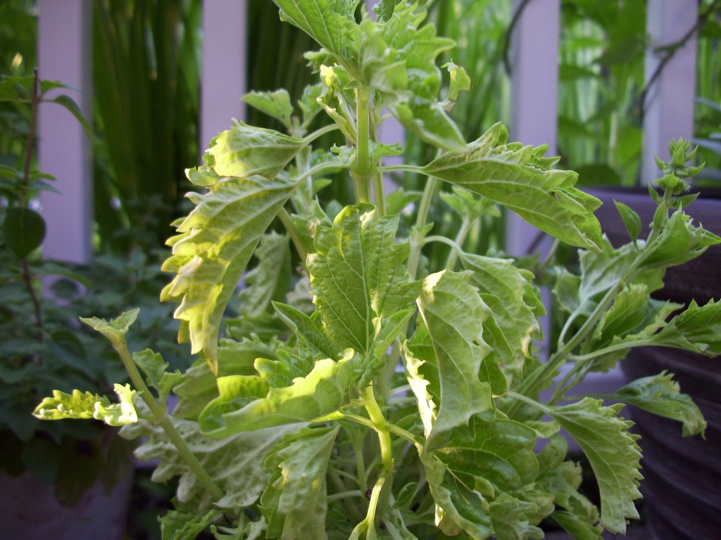 Basil: The Ultimate Guide