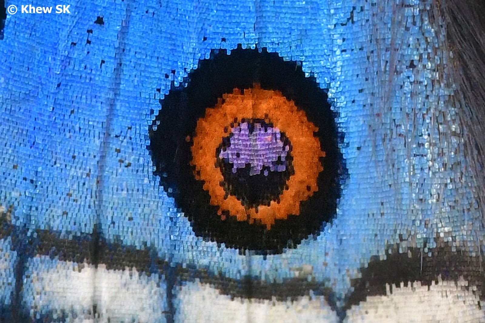 Butterflies of Singapore: Butterfly Eyespots