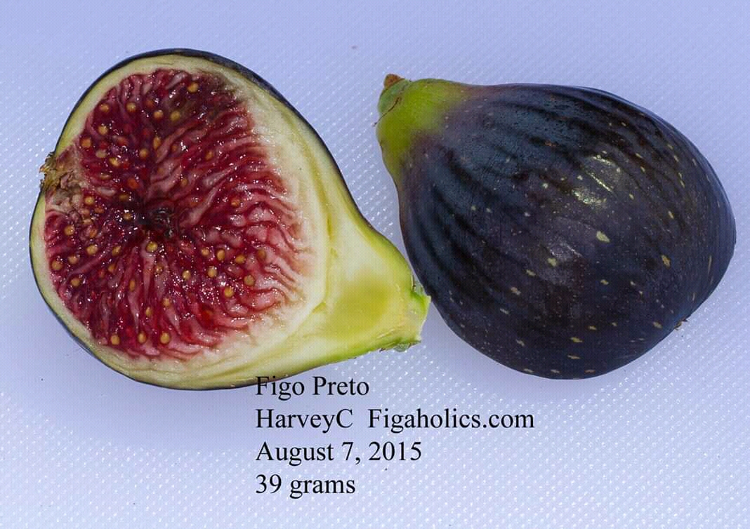 Figo Preto Fig - Var Tin
