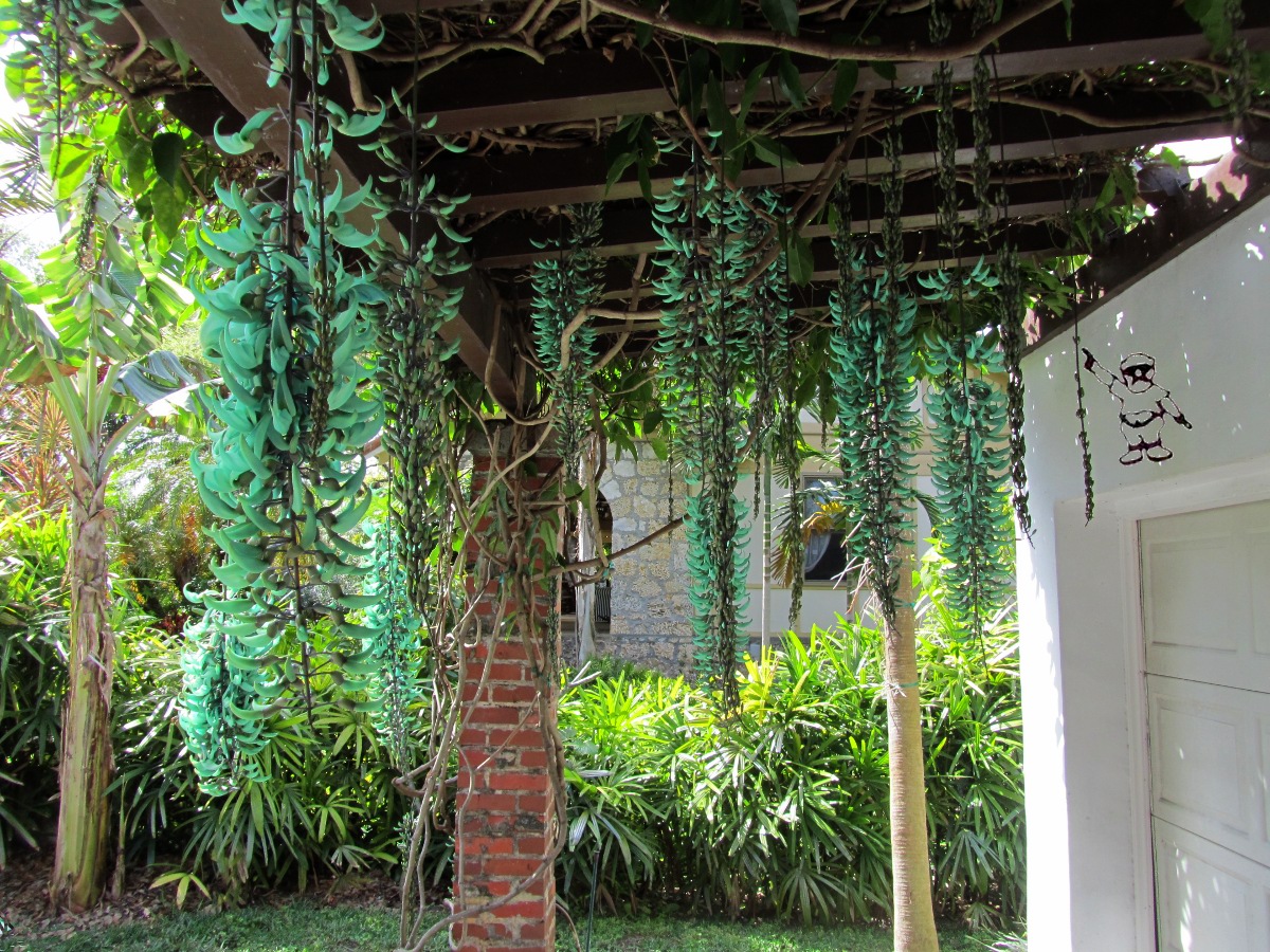 tog of coral gables dailyphoto: Jade vine (Strongylodon macrobotrys)