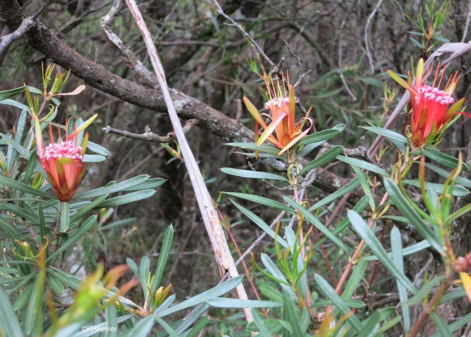 A Wandering Botanist: Visiting Australia--A Few Blue Mountain Flowers
