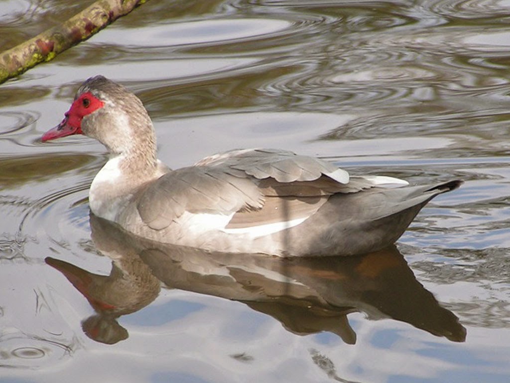 Entog | Nama, Gambar Binatang A-Z