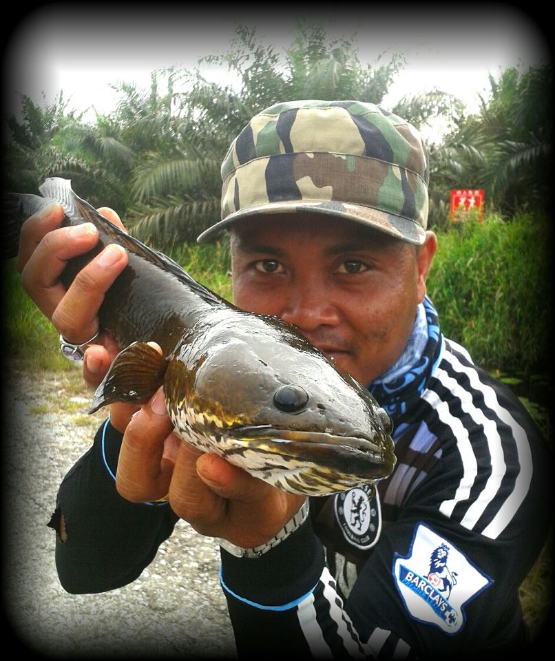 Channidae family of snakehead fish: IKAN BUJUK DAN IKAN HARUAN ( SNAKEHEAD)