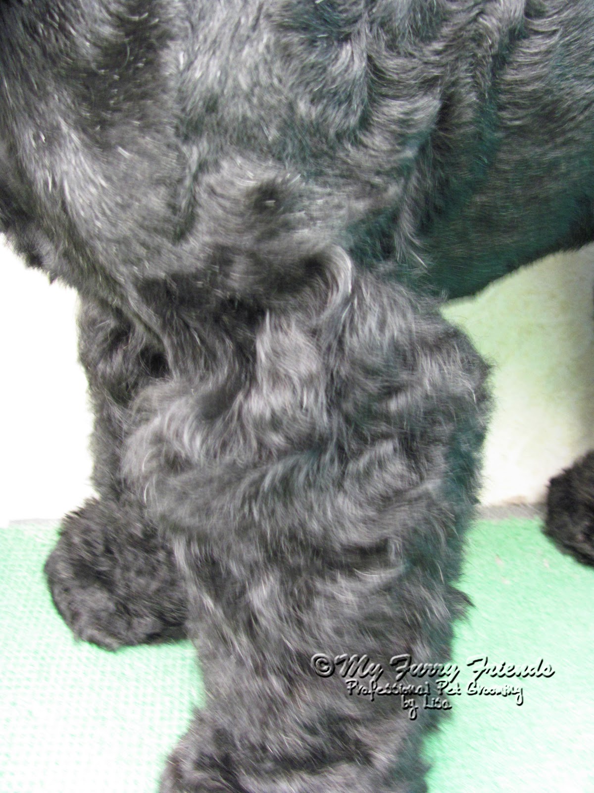 Pet Grooming: The Good, The Bad, & The Furry: What Would You Do? A Cockapoo