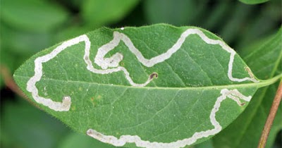डोंगर भाऊ ( Dongar Bhau ): अदृश्य किटकांच्या जगात Leaf Mining Worm, Bag ...