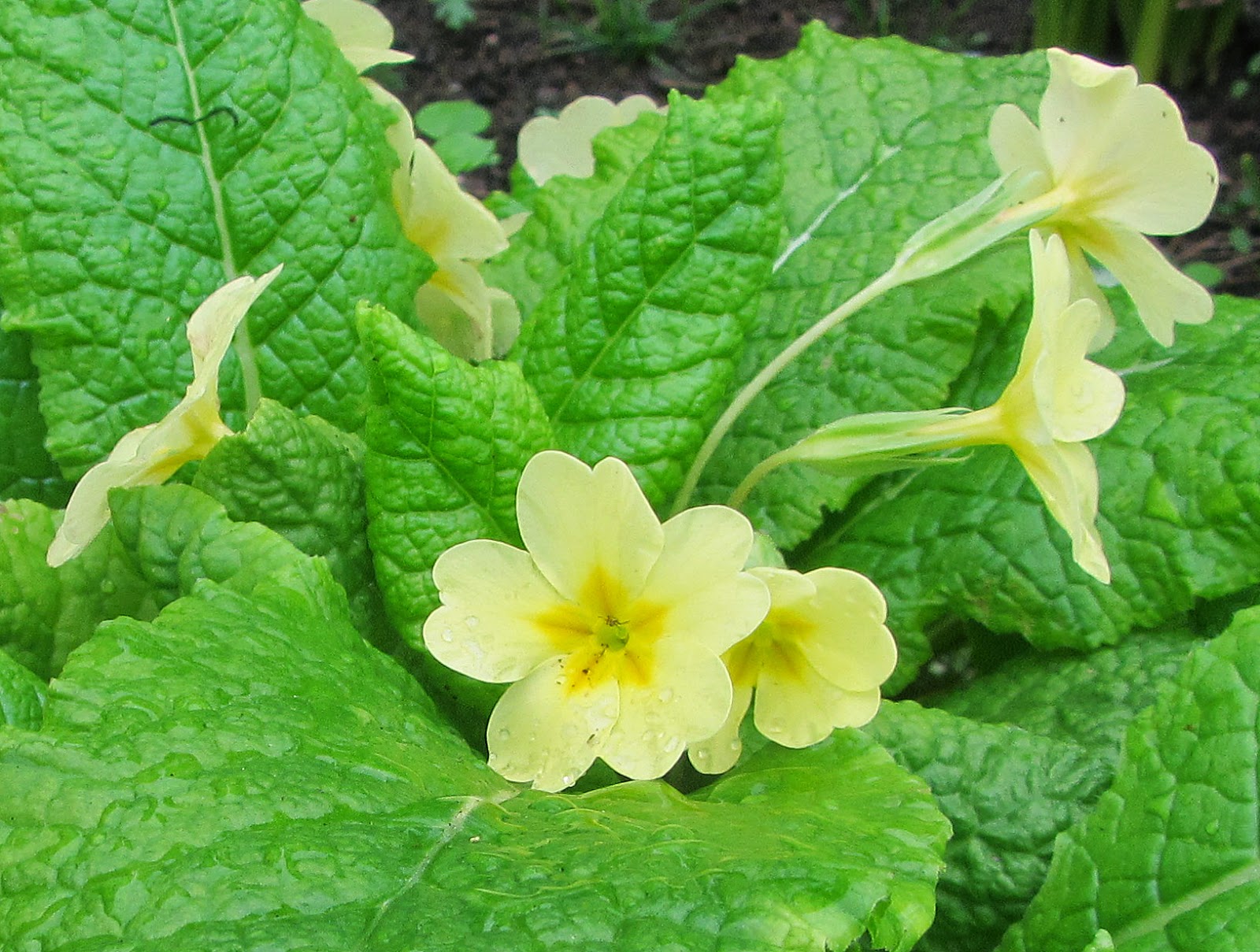 Primula vulgaris, Primrose
